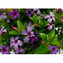 Mandevilla Sun Parasol Giant Peach Starter Plants, Lot of 2 - Walmart.com