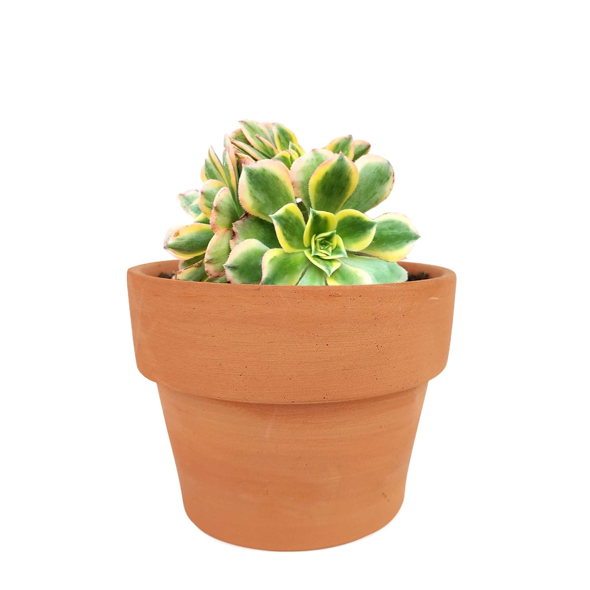 Aeonium Sunburst Copper Pinwheel (4"+ Clay Pot) - Live Healthy ...