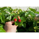 100 Seeds VESCA BARON STRAWBERRY Solemacher Berry Fragari Fruit Seeds ...