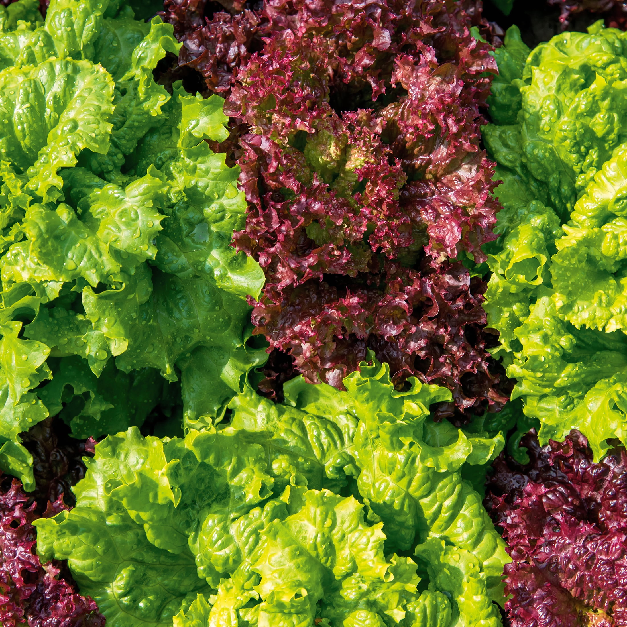Lettuce Plant With Roots