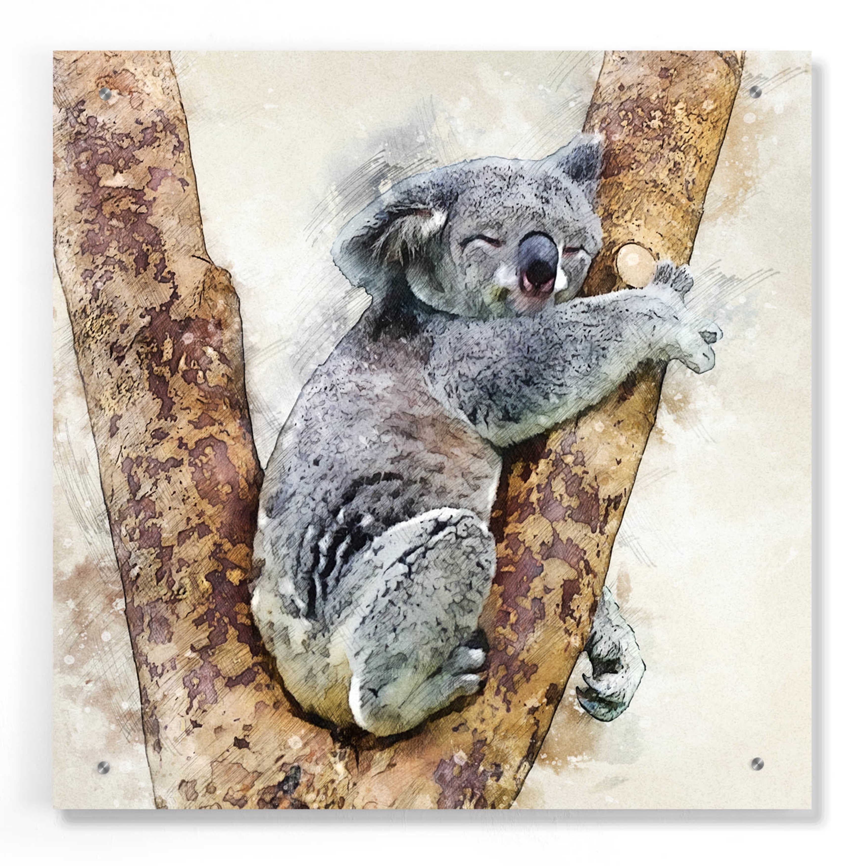 Epic Art 'Koala 4' by Kim Curinga, Acrylic Glass Wall Art, 24"x24 ...