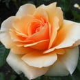 Potted Welsh Gold Heirloom Roses - Delivered Live Orange Flower Rose ...