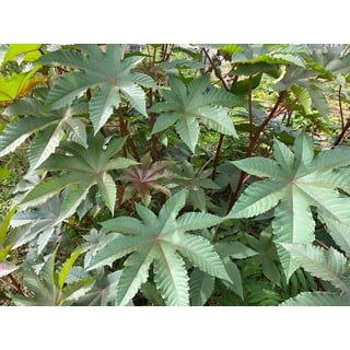 Outsidepride Impala Ricinus Communis Castor Bean Plant Seed - 100 Seeds ...