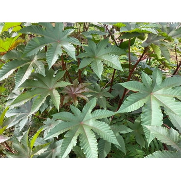 Outsidepride Castor Bean Gibsonii - Scarlet Red Foliage Planting Seeds ...
