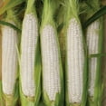 Burpee's Triple Crown White Hybrid Sweet Corn Vegetable Seed, 1-Pack ...