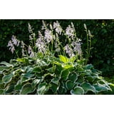 Hosta Patriot Root, Plant, SeedsBulbsPlants&More - Walmart.com