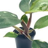 Philo White Knight, 4 inch, Rare Variegated Philodendron erubescens ...