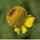 50 ROSILLA Helenium Puberulum Autumn Lollipop Sneezeweed Dogtooth Daisy ...