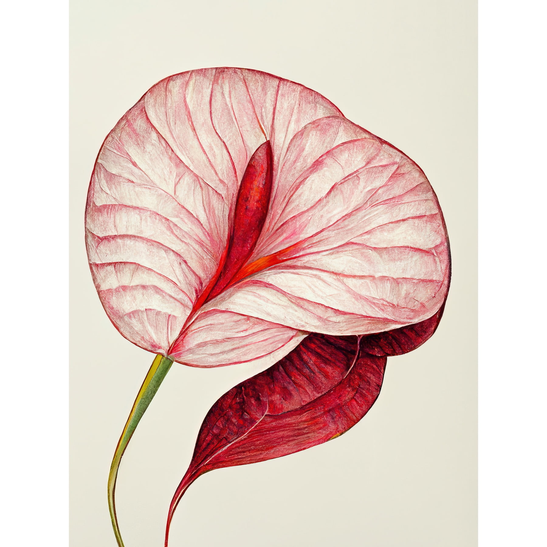 Single Red Laceleaf Flower Illustration Anthurium Unframed Wall Art ...
