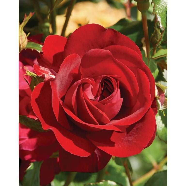 Southern Living Roses