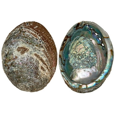 Polished Paua Abalone Shells (about 5") Beautiful New Zealand Rainbow ...