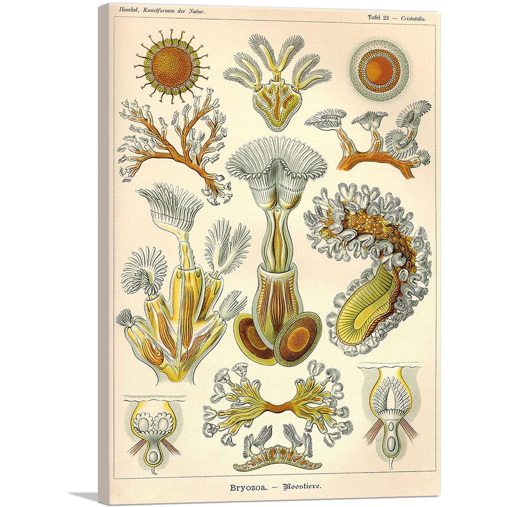 ARTCANVAS Bryozoa Sea Creatures Canvas Art Print by Ernst Haeckel ...