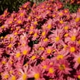 Red Daisy Mammoth Mum Dormant Bare Root Starter Perennial, One Plant ...