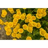 250 GOLDEN MARGUERITE DAISY Dyer's Yellow Chamomile Anthemis Tinctoria ...