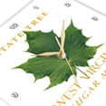 3drose, West Virginia Territory Tree the Sugar Maple, 13x13 Wall Clock ...