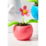 Solar Powered Dancing Flower Desk Toys, Set of 6, Warm Fuzzy, Assorted ...