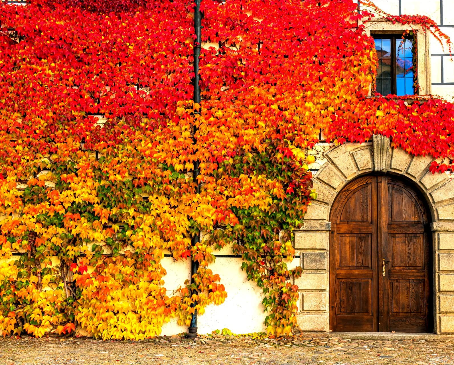 Virginia Creeper Seeds - 50+ Seeds - Parthenocissus quinquefolia ...