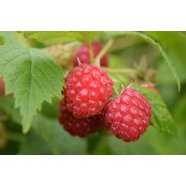 Caroline Red - Raspberry Plant - Everbearing - Ready for Spring ...