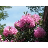 50 Rosebay RHODODENDRON Maximum White Pink Laurel Bush Shrub Flower ...