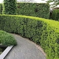 Podocarpus Macrophyllus 2 Extra Large 3 Gallon Plants Japanese Yew Low ...