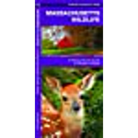 Massachusetts Wildlife: A Folding Pocket Guide to Familiar Species (A ...