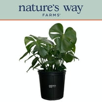 Nature's Way Farms ZZ Plant, Indoor/Outdoor 25-30 in. Tall, Low ...