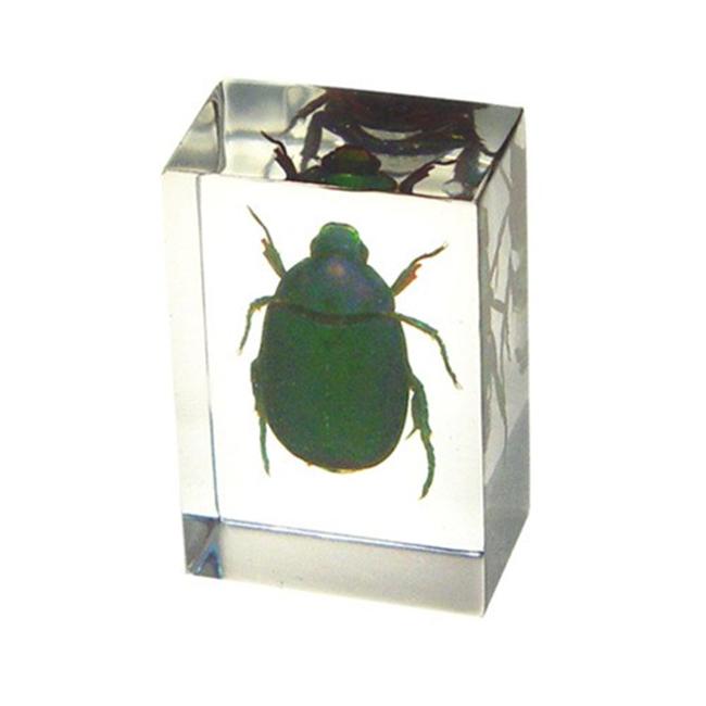 Ed Speldy East PW104 Real Bug Paperweight Regular-small-Chafer Beetle ...