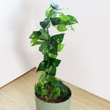 HCTSHG Sturdy Steel Vine Plant Support Stakes - Adjustable Indoor ...