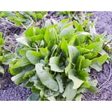 200 Seeds LARGE LEAF SORREL (Garden Sorrel / Spinach Dock / Redshank ...