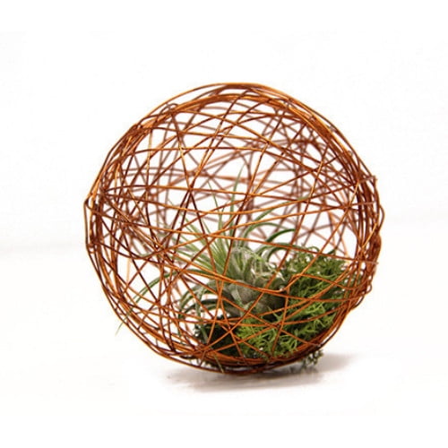 Geo Ball with Living Air Plant - 5" Diameter - Live Trends - Walmart.com