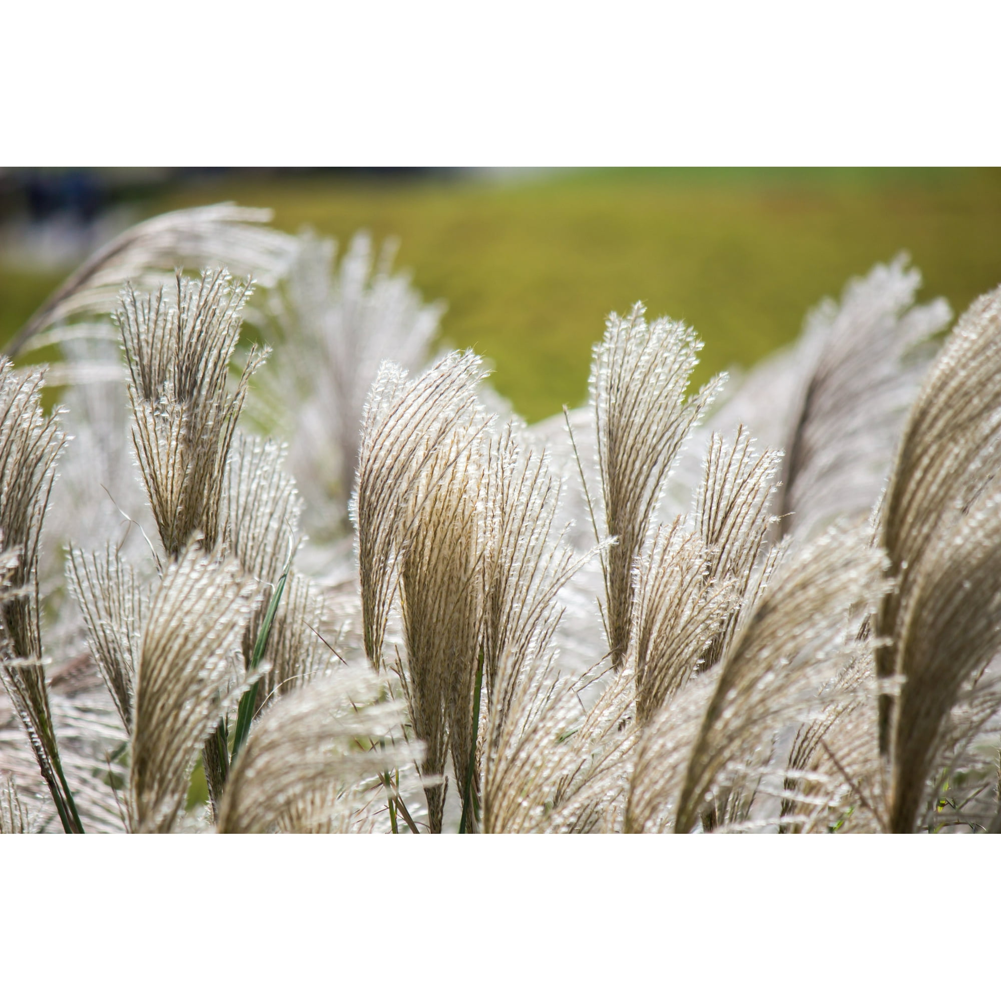 Click here for Seedville Usa 10 Silver Maiden Grass Miscanthus Si... prices