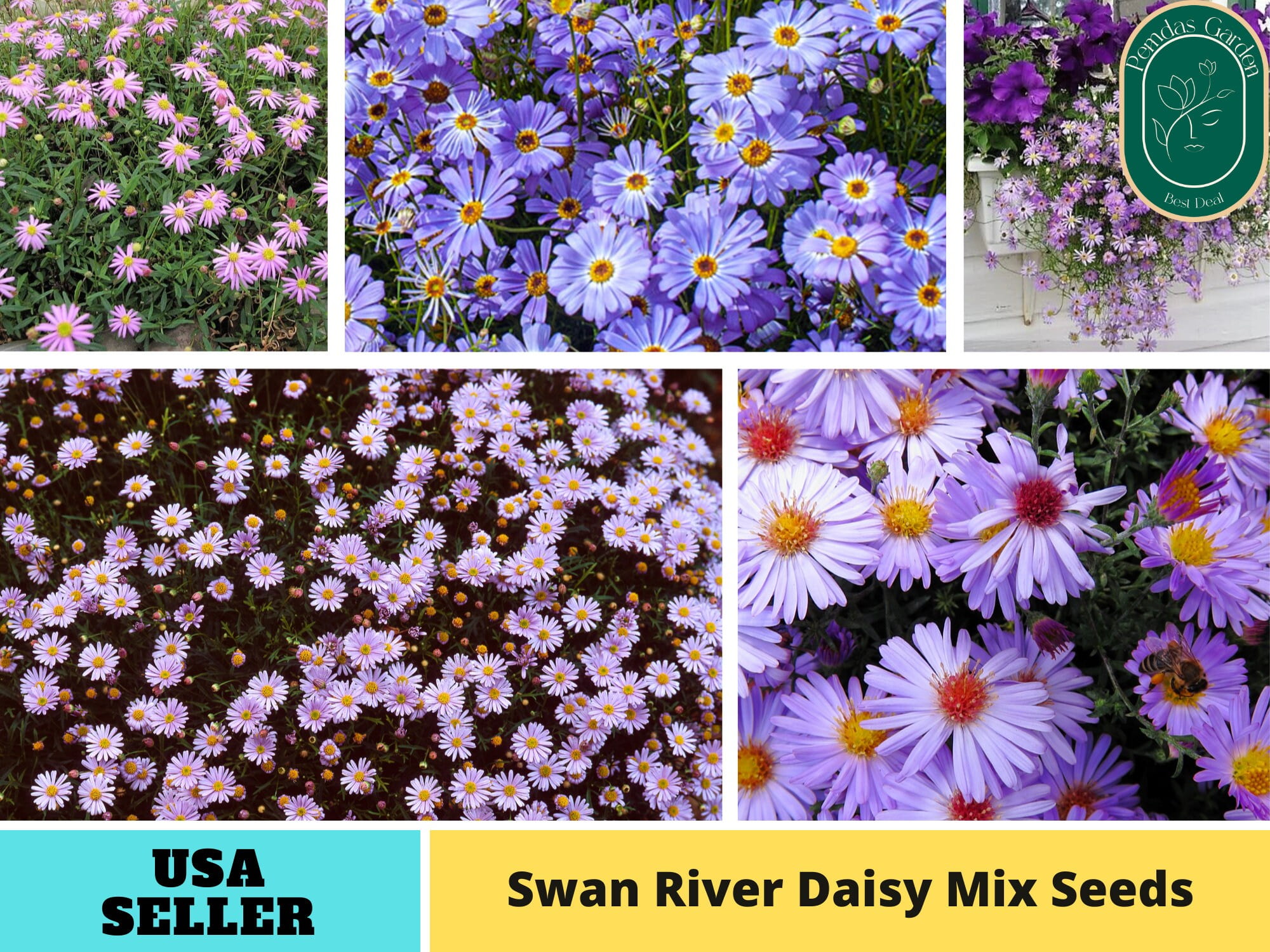 100 Seeds| Swan River Mix Daisy Seeds- Authentic Seeds~GMO Free~ Seeds ...