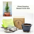 Giant Sequoia Bonsai Complete Starter Kit 4 Seeds Growing Plant Pods ...