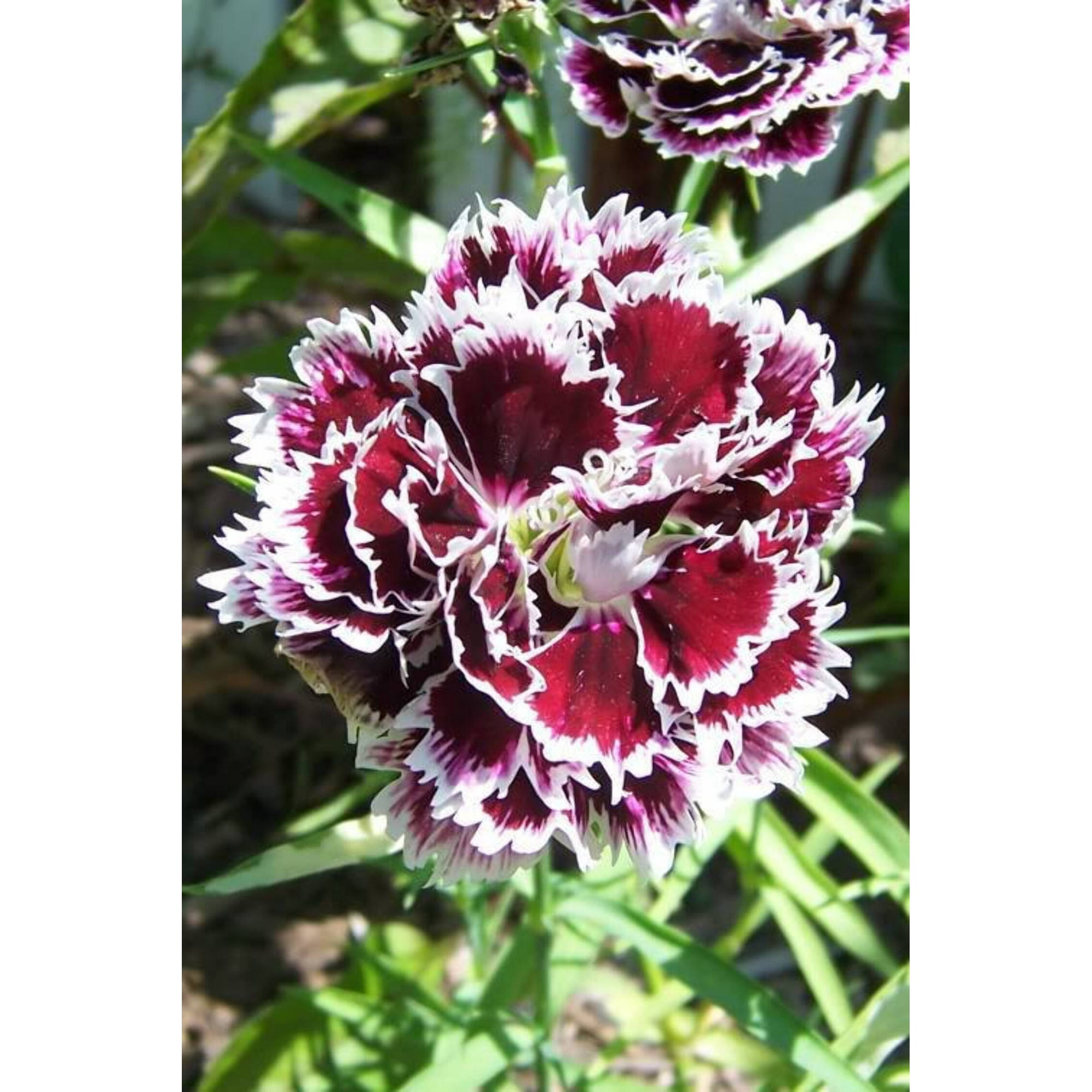 Click here for Seedville Usa 50 Velvet N Lace Dianthus Plumarius... prices
