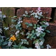 1 Gal. Asiatic Jasmine Shrub - Evergreen - Erosion Control - Walmart.com