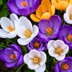 Complete Spring and Fall Flower Garden | 50 Fresh Bulbs | Bloom All ...
