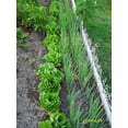 2000 Seeds BIBB LETTUCE (Limestone Lettuce) Lactuca Sativa Vegetable ...