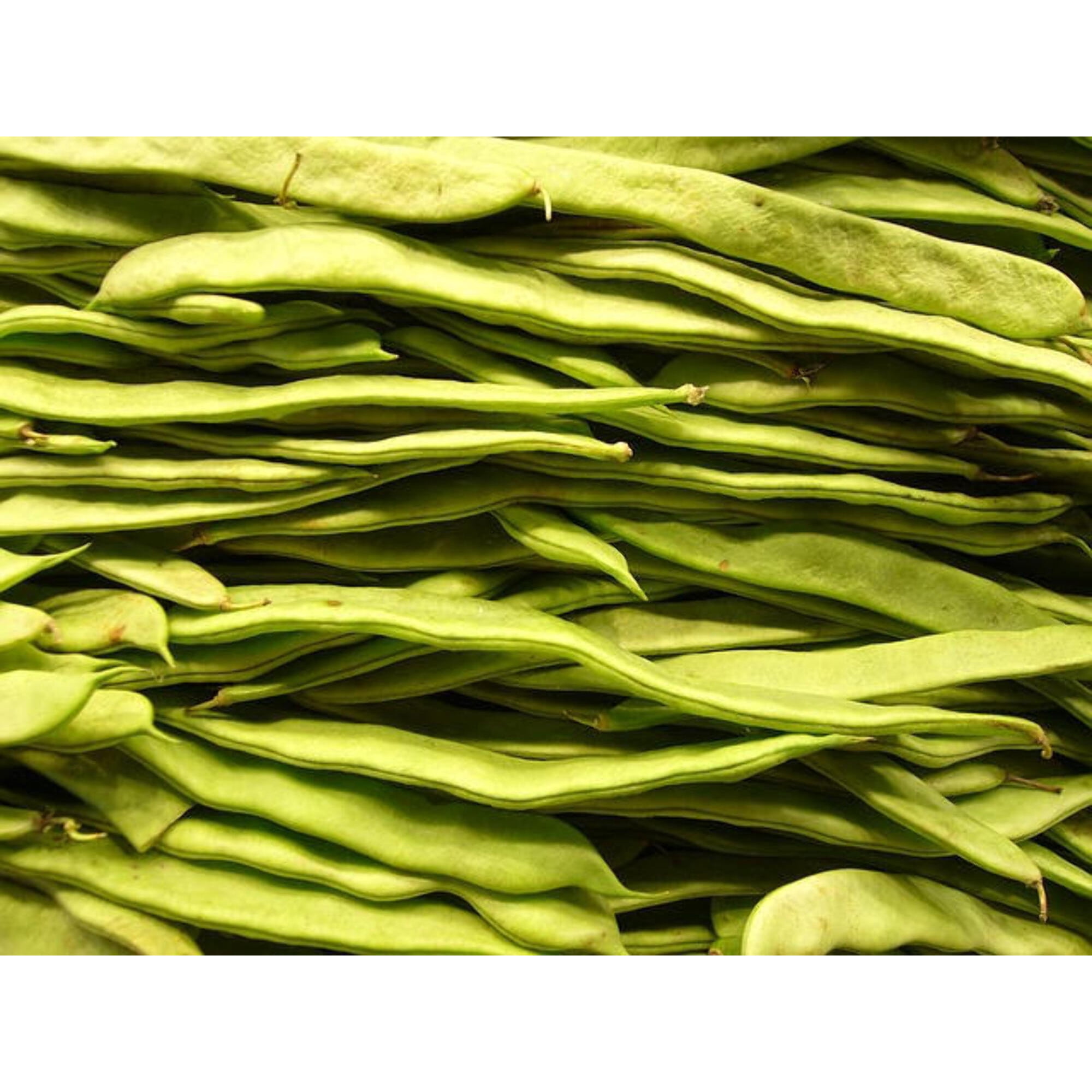 Click here for Seedville Usa 50 Romano Bush Bean Italian Flat Gre... prices