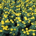 2 Marigold Plants Live in Pot, Live Yellow Marigolds Live Plants ...