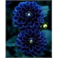 Dahlia for Planting-(Non-Artificial)-Easy to Grow & Quick High ...