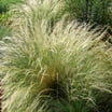 Drought Tolerant Stipa Barbata Ornamental Grass Plant Seed - 20 Seeds ...