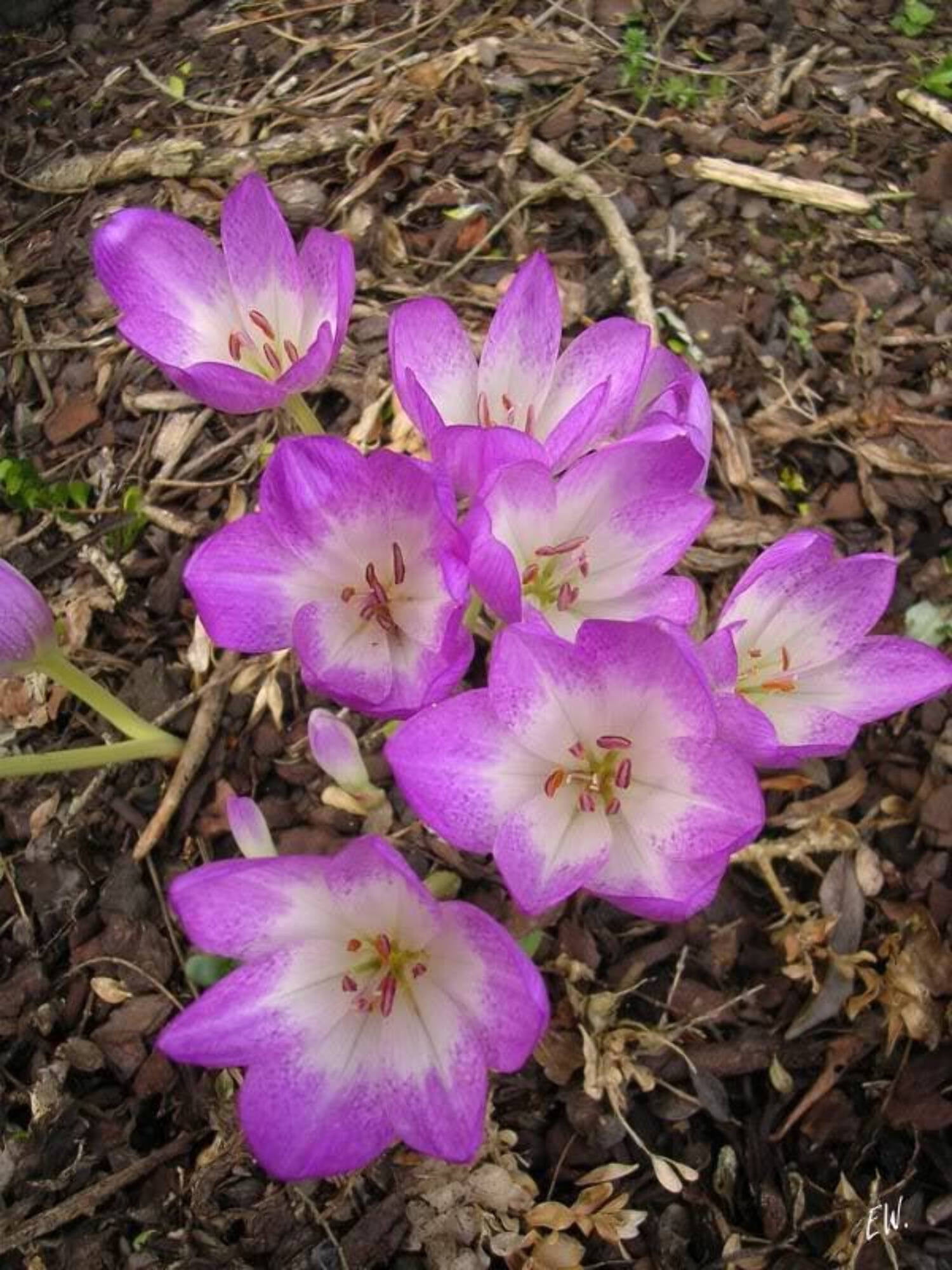Autumn Crocus Poisonous
