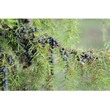 60 Organic Seeds COMMON JUNIPER (20 Berries) Juniperus Communis Tree ...