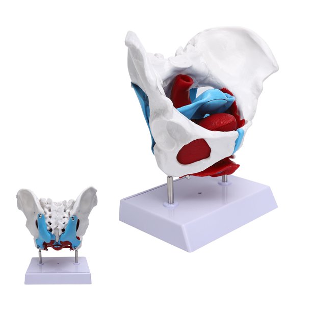 Female Pelvic Floor Model, Firm PVC Teaching Aid Clear Texture Pelvis ...