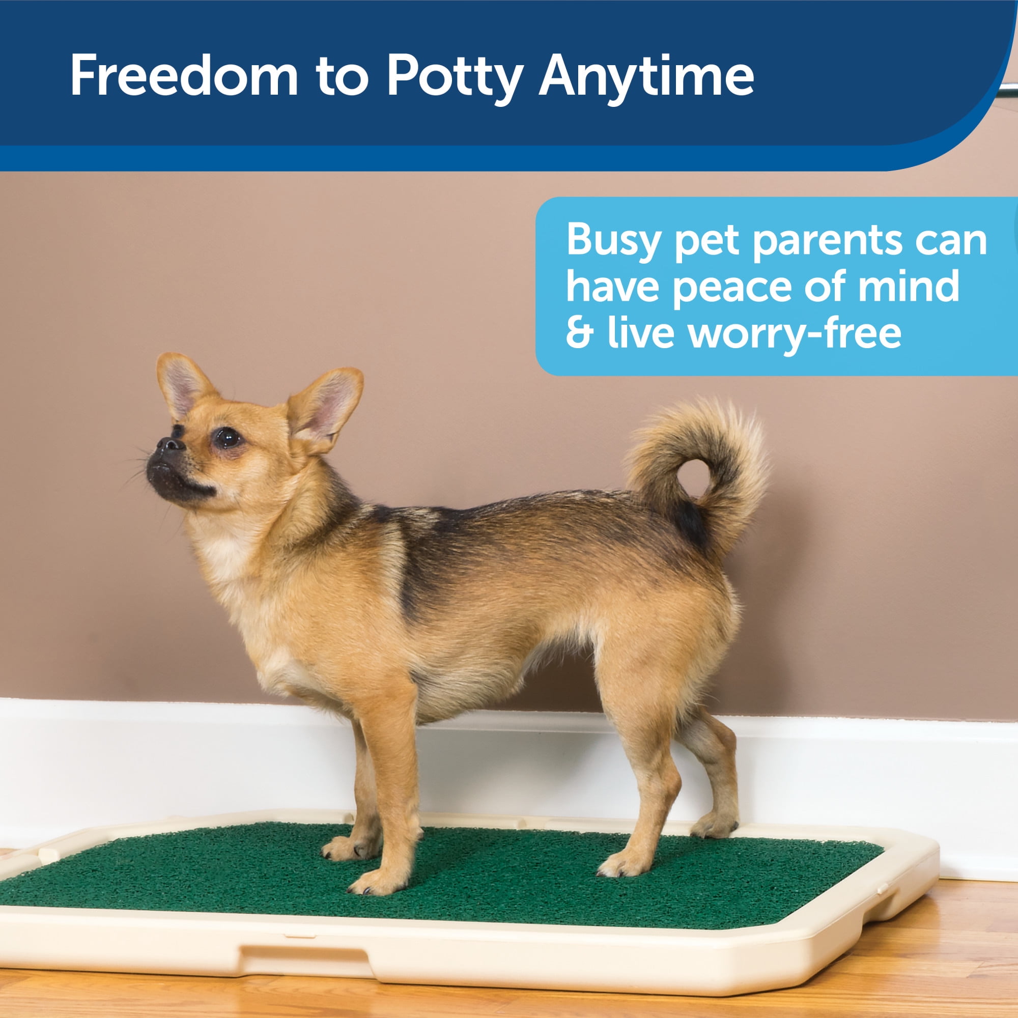Can Dogs Lise Potty Trained