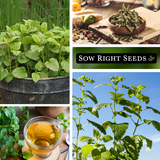 Lemon Balm Seeds for Planting - Non GMO Heirloom Varieties for your ...