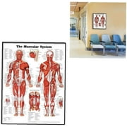 Muscle Anatomy Chart, Muscular System Wall Chart Lifelike Anatomical ...
