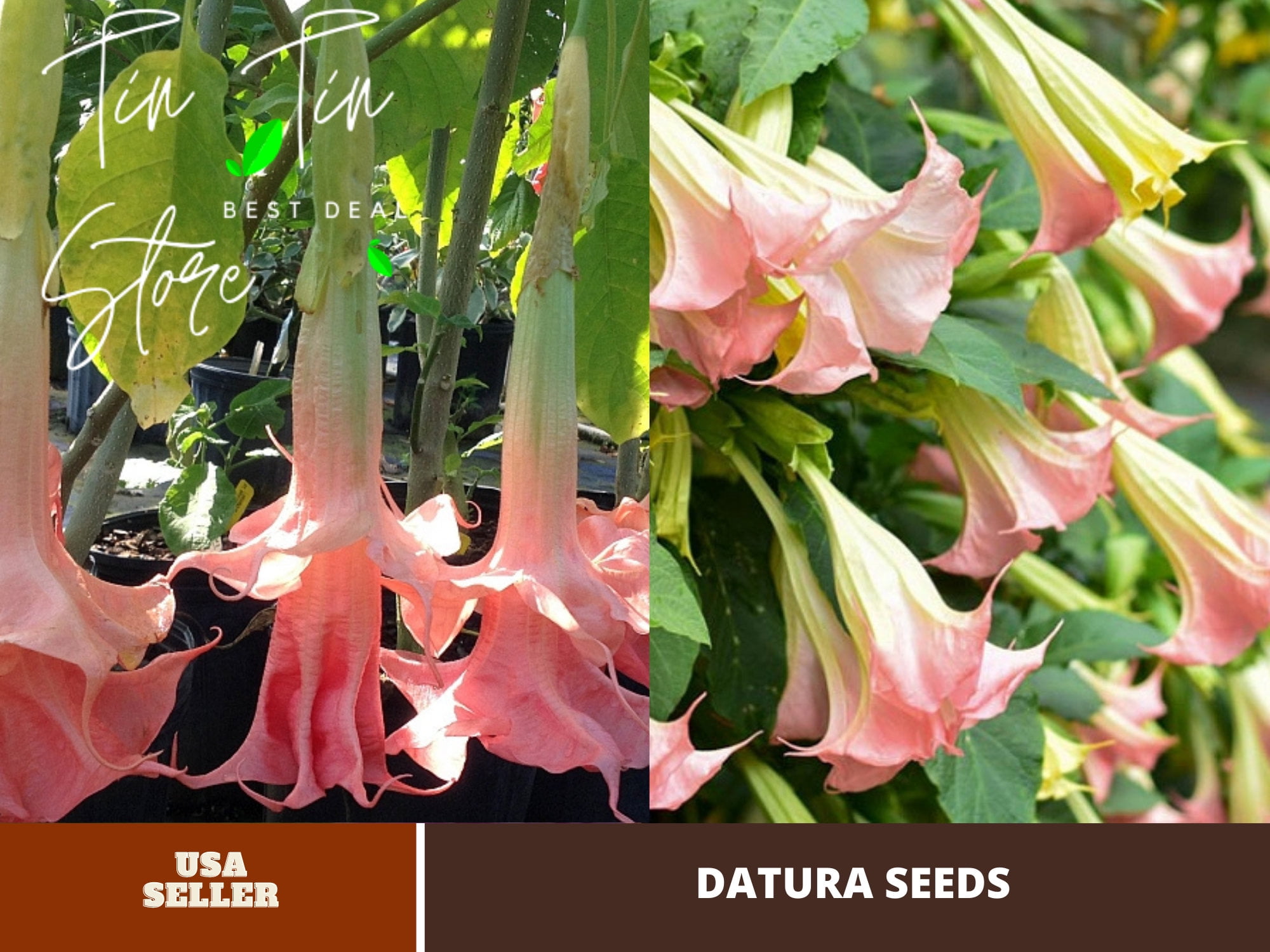 25+ Seeds| Pink Agel's Trumpet Datura Flower Seeds [BUY 3 GET 1 FREE]# ...