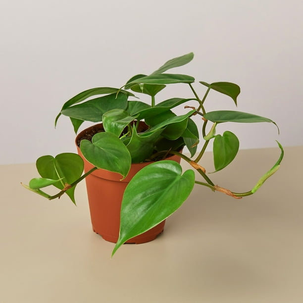 Philodendron Cordatum Heartleaf - 4" Pot - Walmart.com - Walmart.com