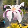 Leonard Messel Magnolia Live Tree – 1 Gallon - Walmart.com